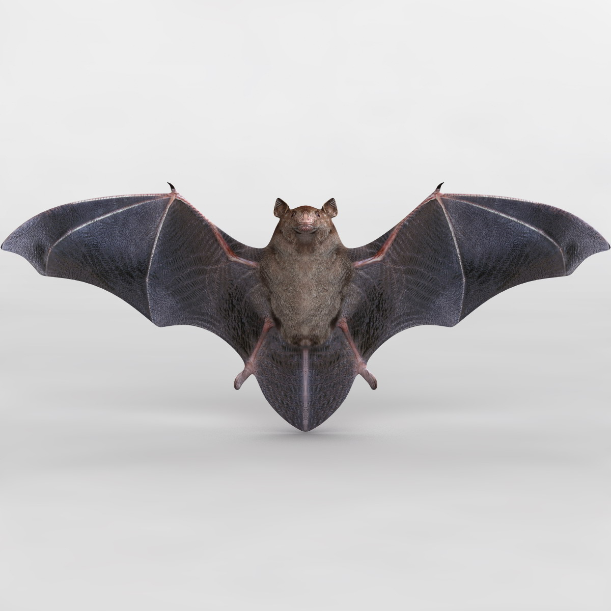 3d bat animal modelled model