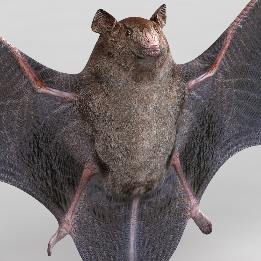3d bat animal modelled model