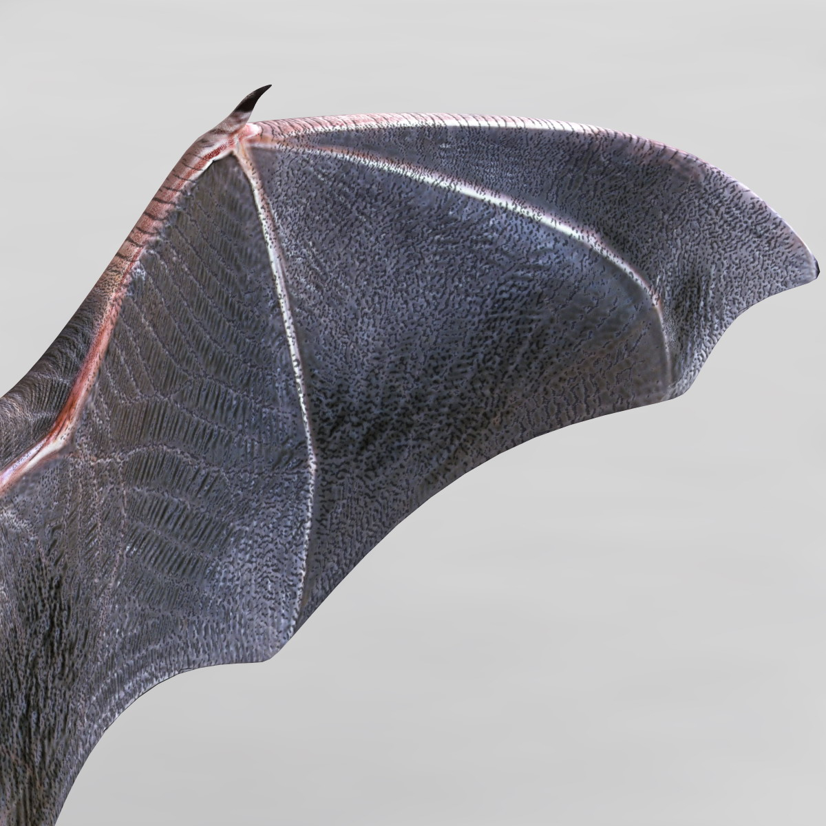 3d bat animal modelled model