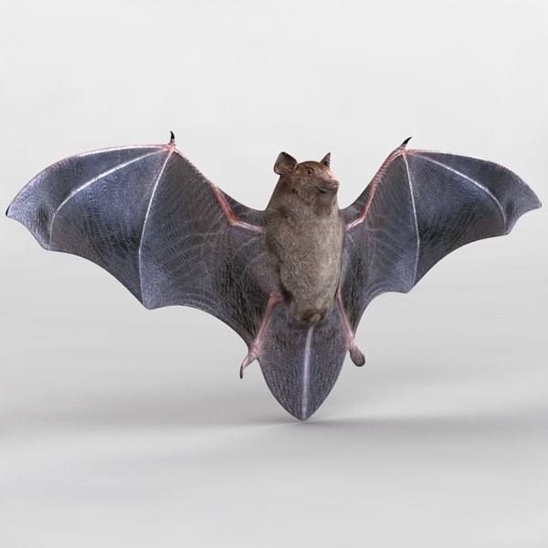 3d bat animal modelled model