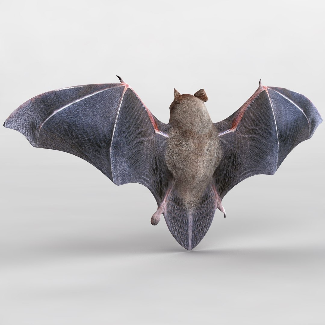 3d Bat Animal Modelled Model