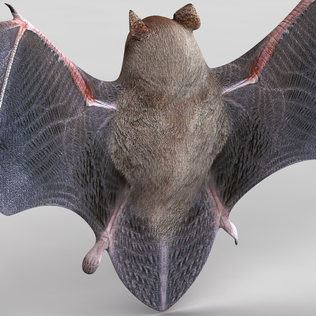 3d bat animal modelled model