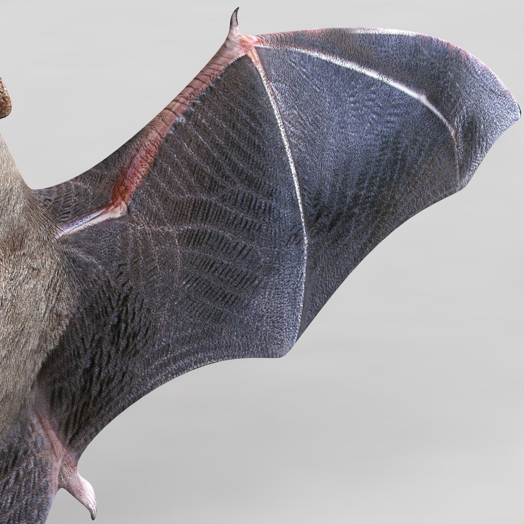 3d Bat Animal Modelled Model