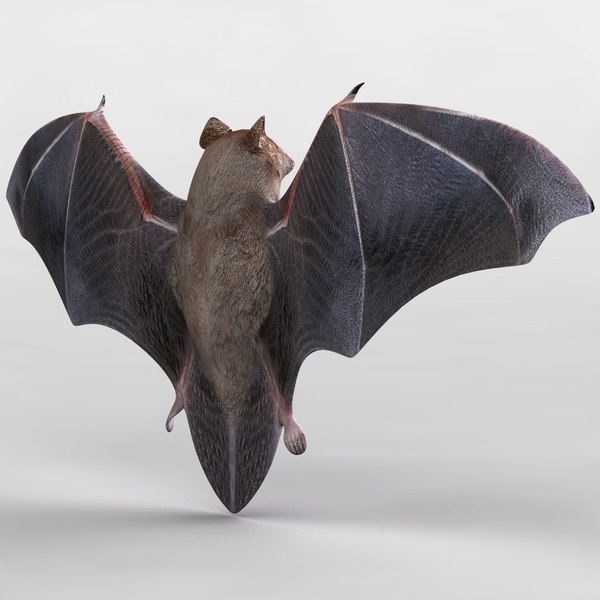 3d bat animal modelled model