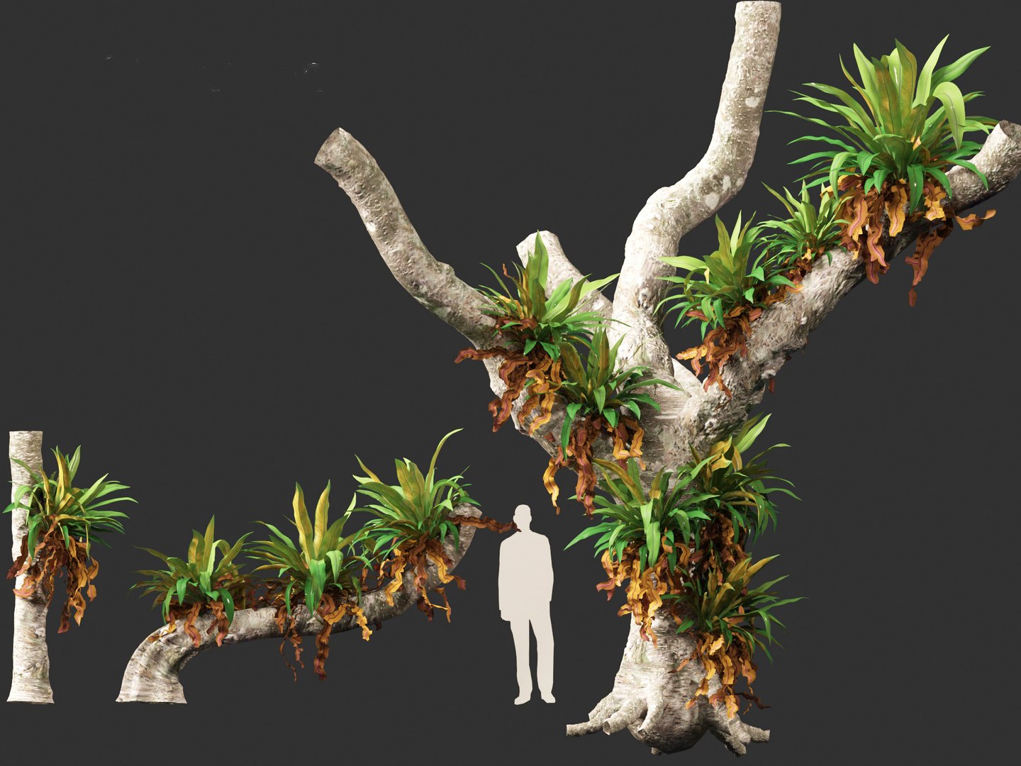3D Asplenium Nidus - Birds Nest Fern - TurboSquid 2122011