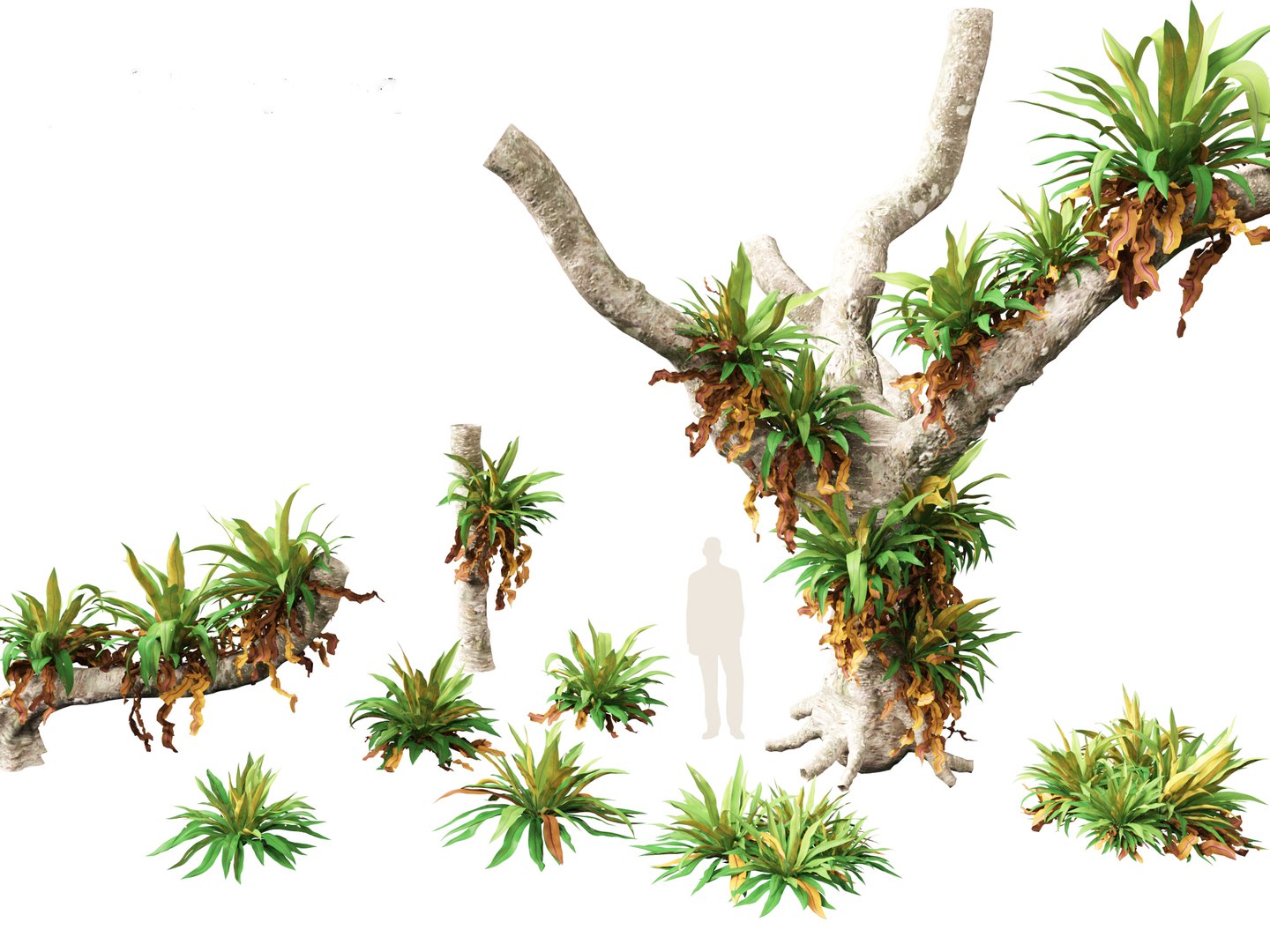 3D Asplenium Nidus - Birds Nest Fern - TurboSquid 2122011