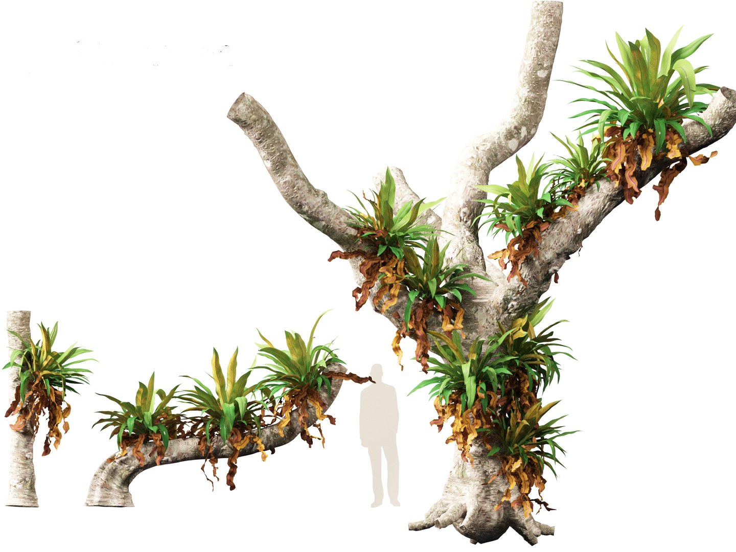 3D Asplenium Nidus - Birds Nest Fern - TurboSquid 2122011