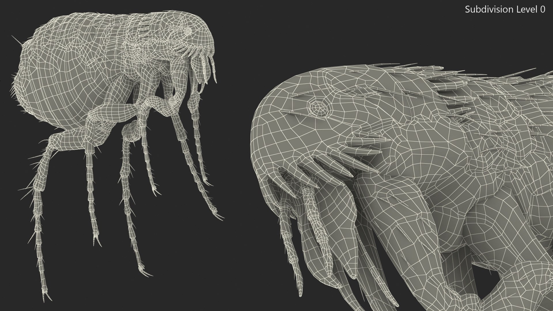 3D model flea insect - TurboSquid 1583851
