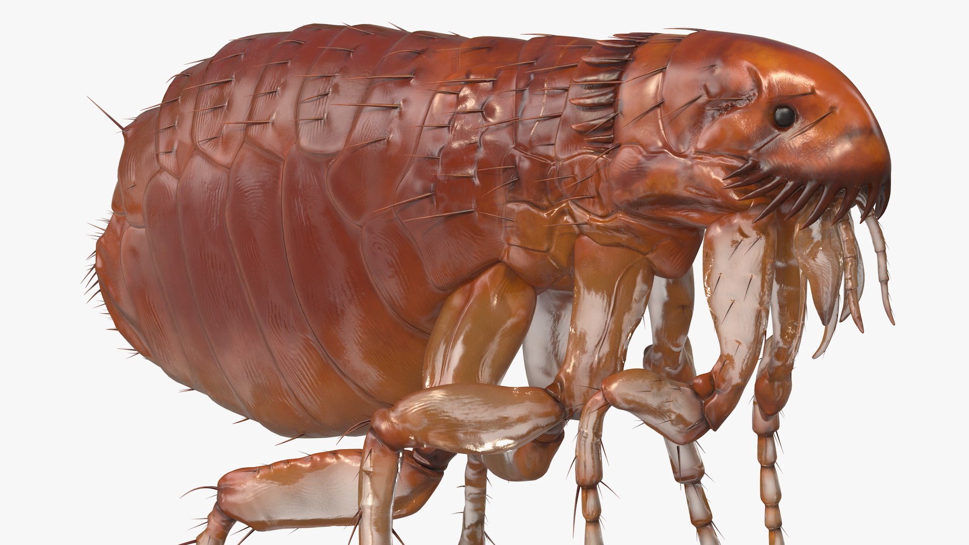 3D model flea insect - TurboSquid 1583851