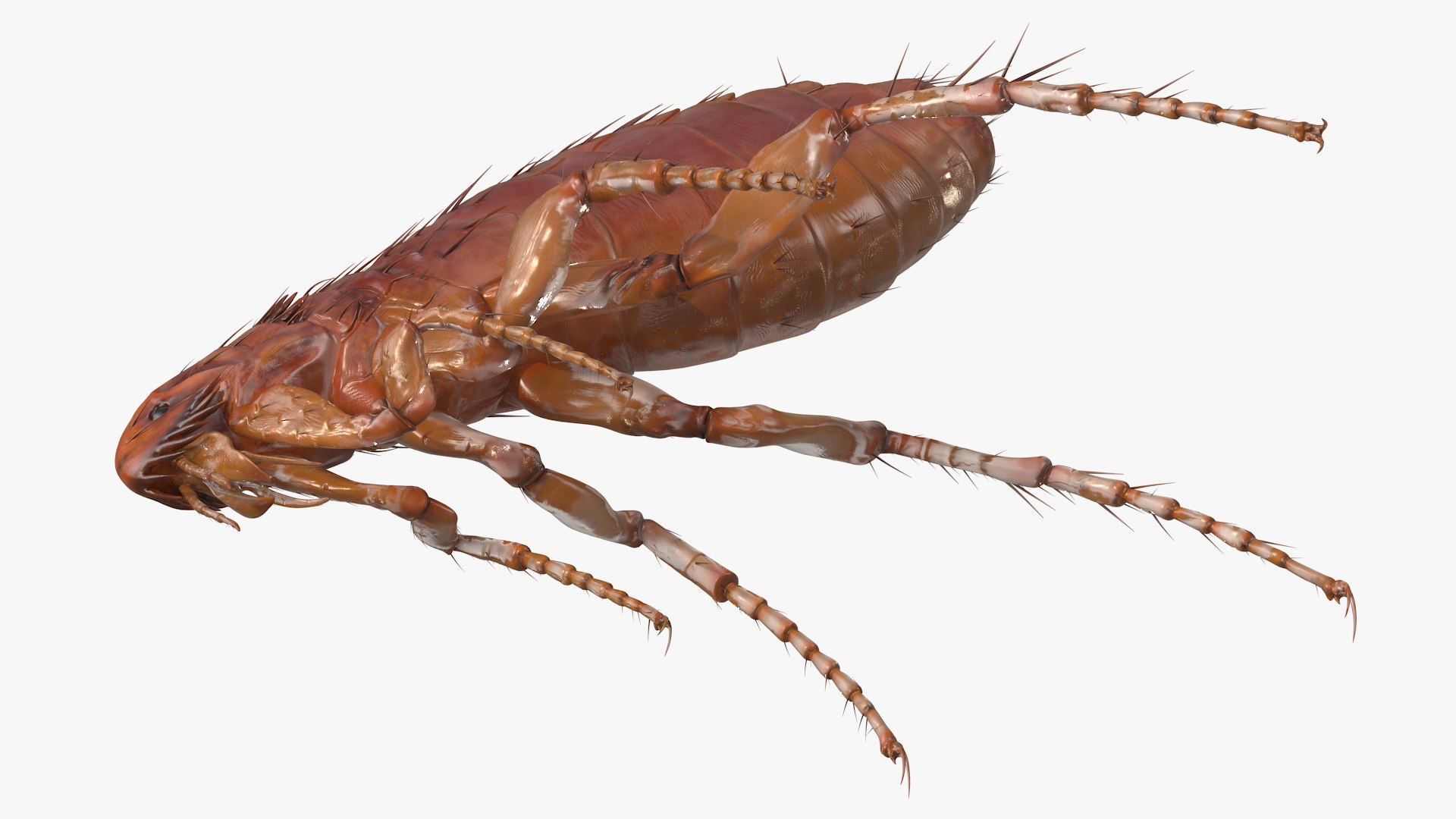 3D model flea insect - TurboSquid 1583851