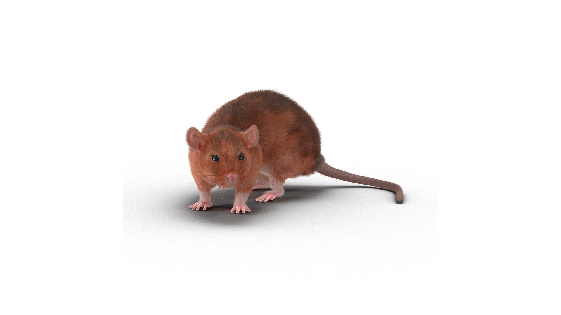 3D Model Lifelike Rodent Rat - TurboSquid 2304659
