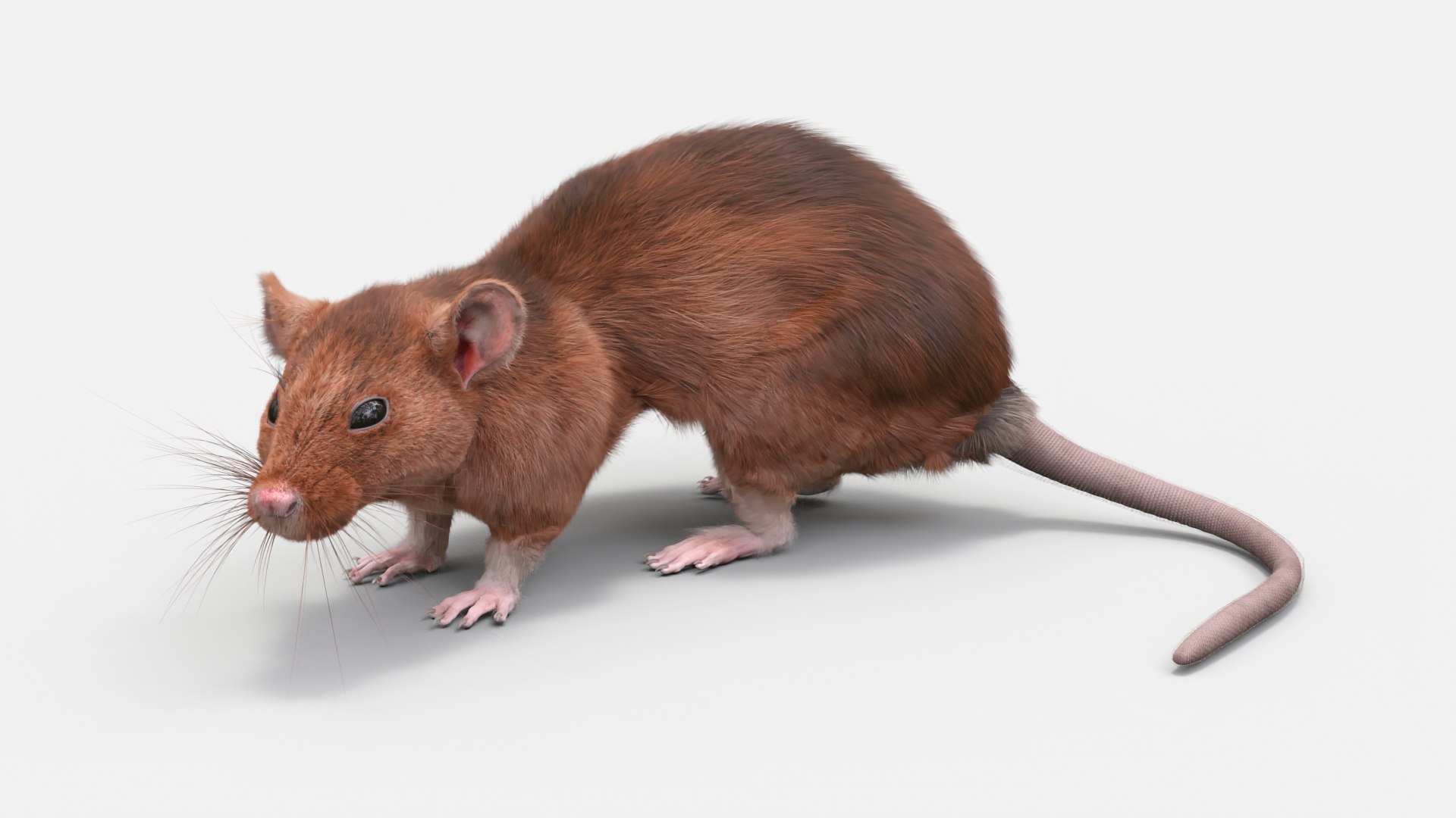 3D Model Lifelike Rodent Rat - TurboSquid 2304659