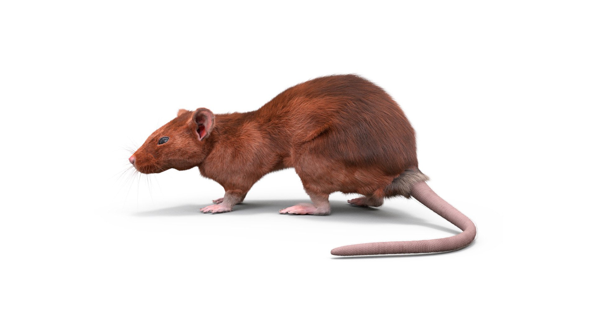 3D Model Lifelike Rodent Rat - TurboSquid 2304659