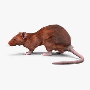 3D Rat Models - Browse & Download Formats - TurboSquid