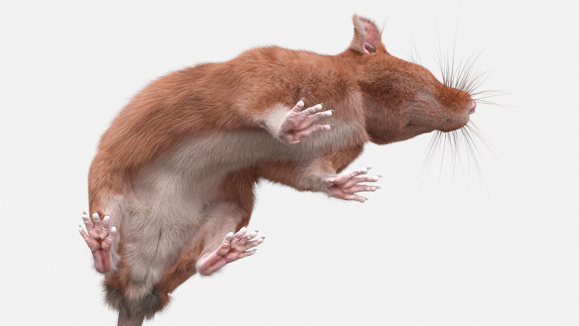 3D Model Lifelike Rodent Rat - TurboSquid 2304659