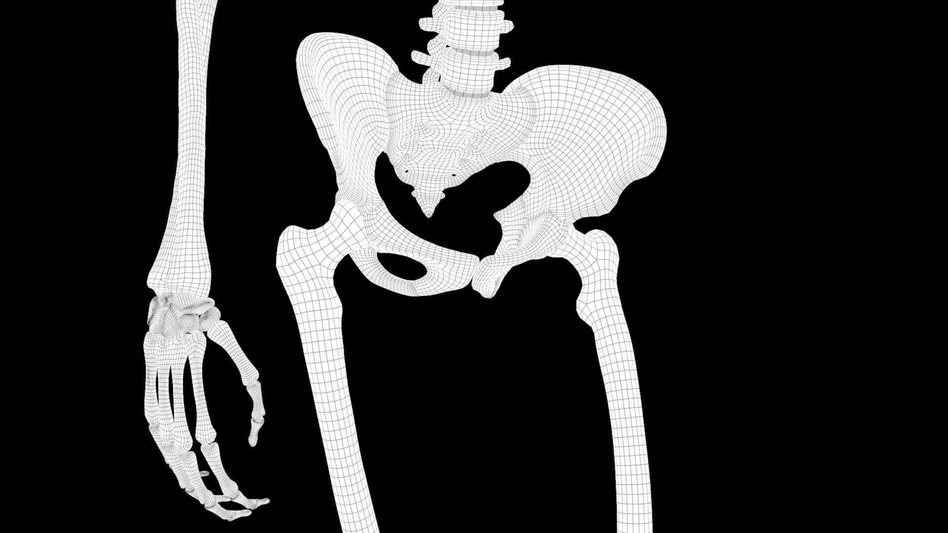 3D female skeleton - TurboSquid 1673714