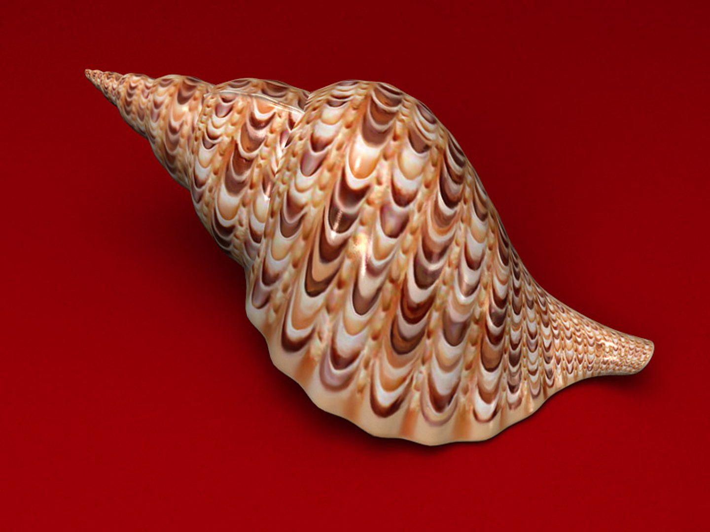 Seashell Charonia 3d Model