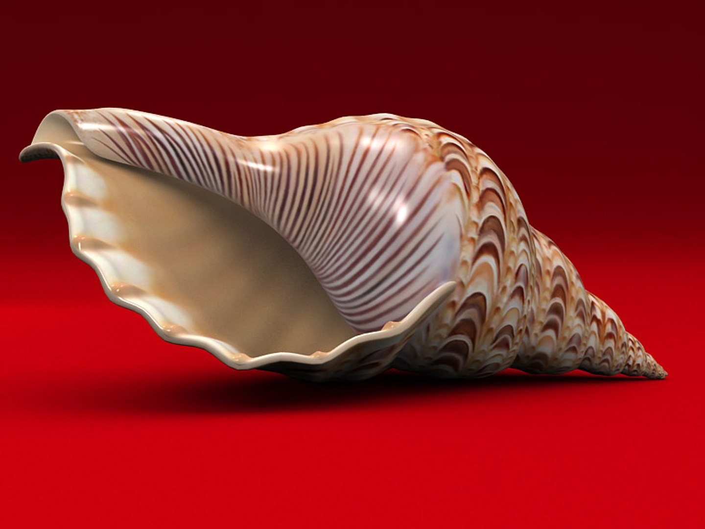 Seashell Charonia 3d Model