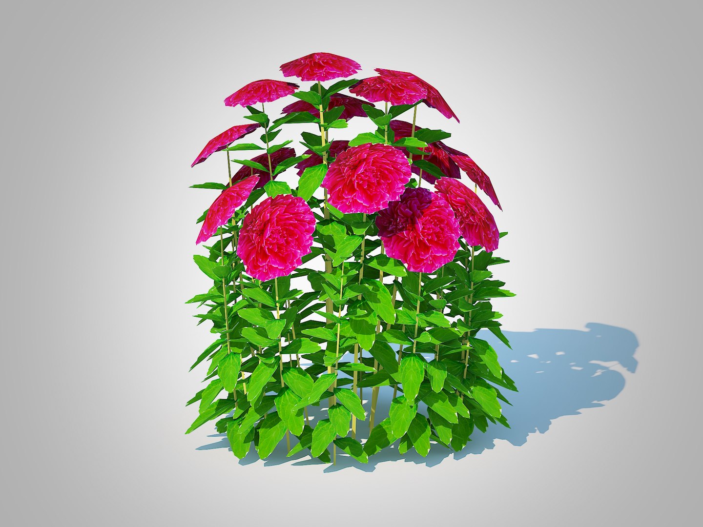 Paeonia X Lact Felix Crousse 3D - TurboSquid 2316758