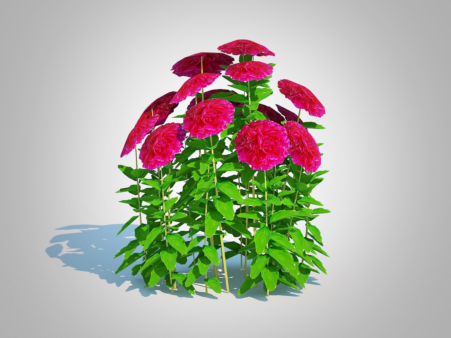 Paeonia X Lact Felix Crousse 3D - TurboSquid 2316758