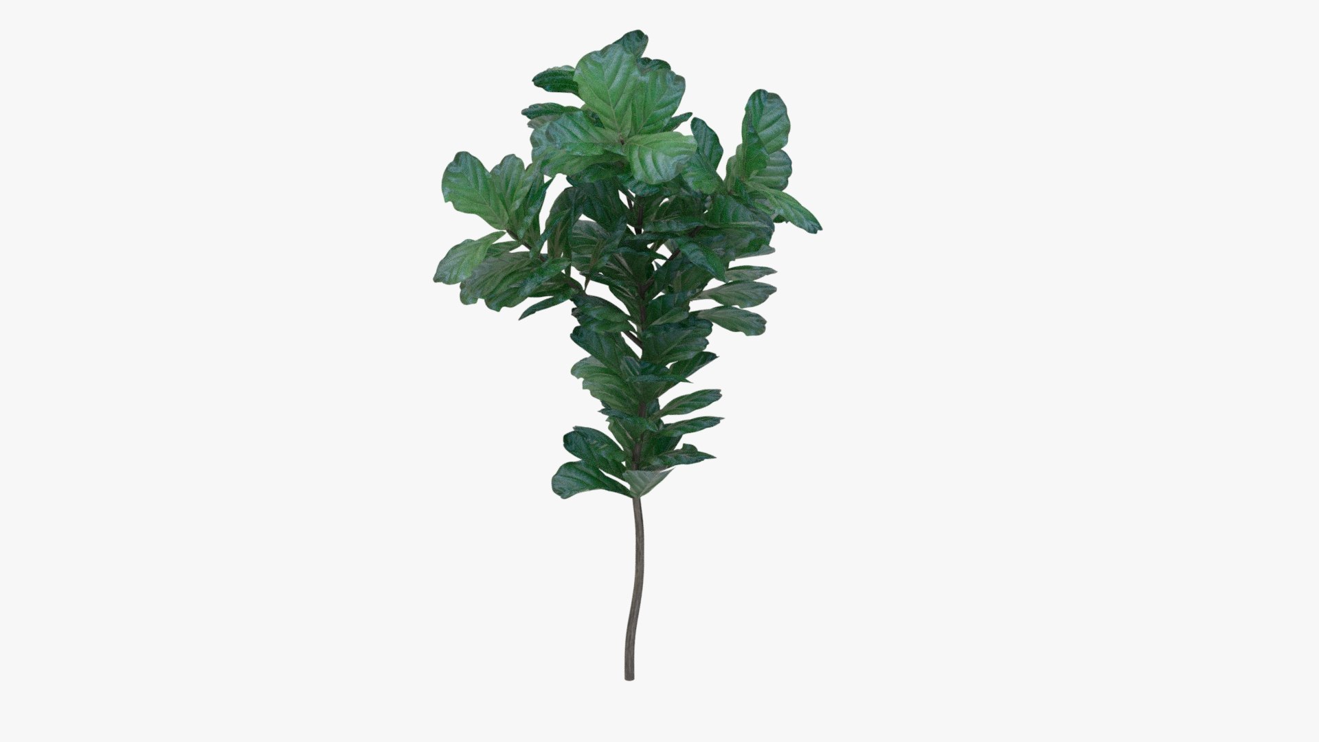 Small Live Oak Plant 3D Model - TurboSquid 2049901