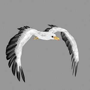 Animated Seagull 3D Models For Download | TurboSquid