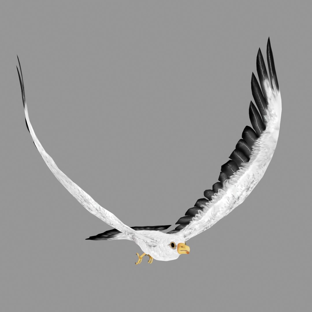 3d Seagull Model