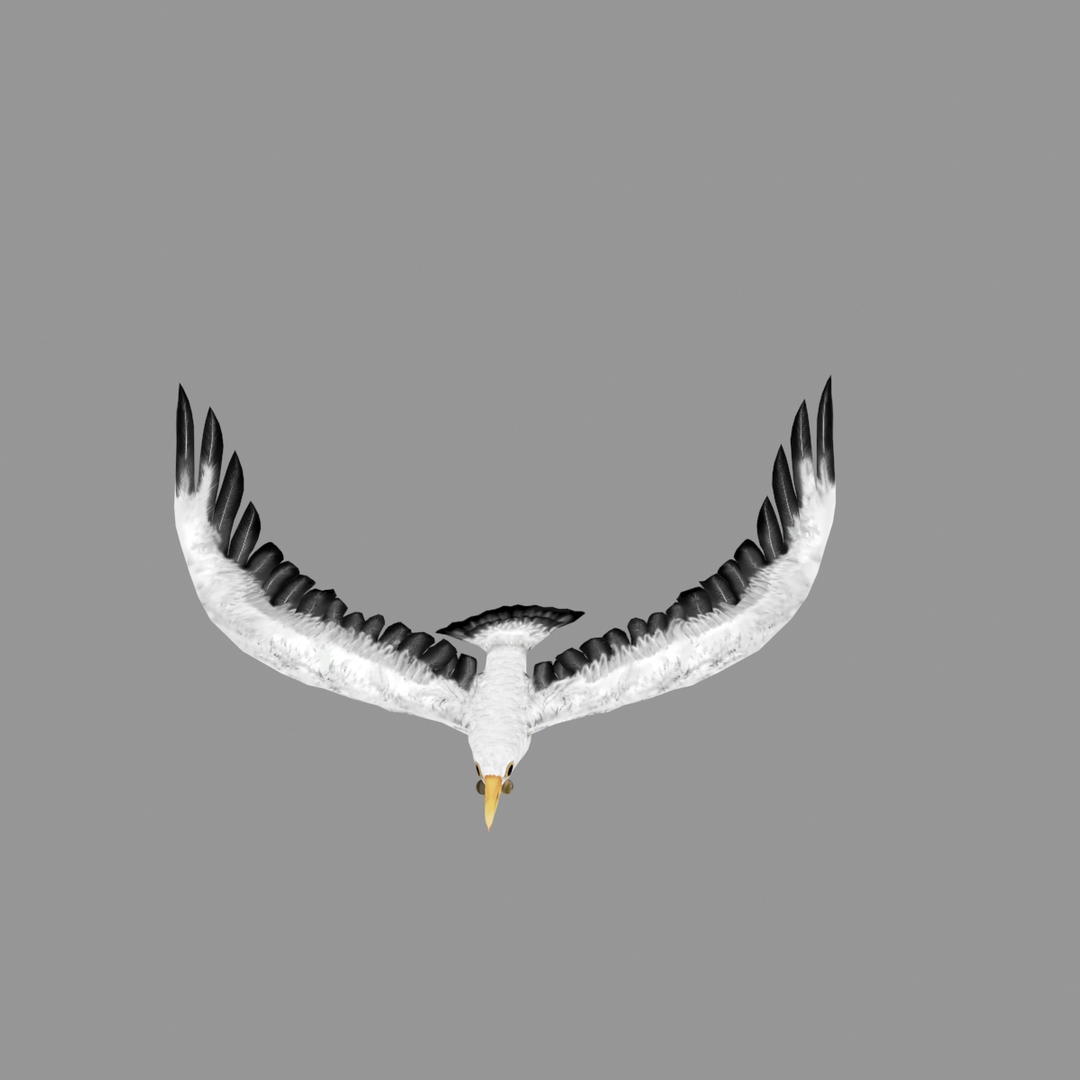 3d Seagull Model
