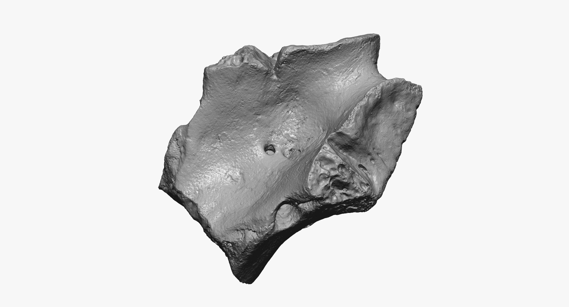 3D Domestic Calf Bos Primigenius - TurboSquid 1535512