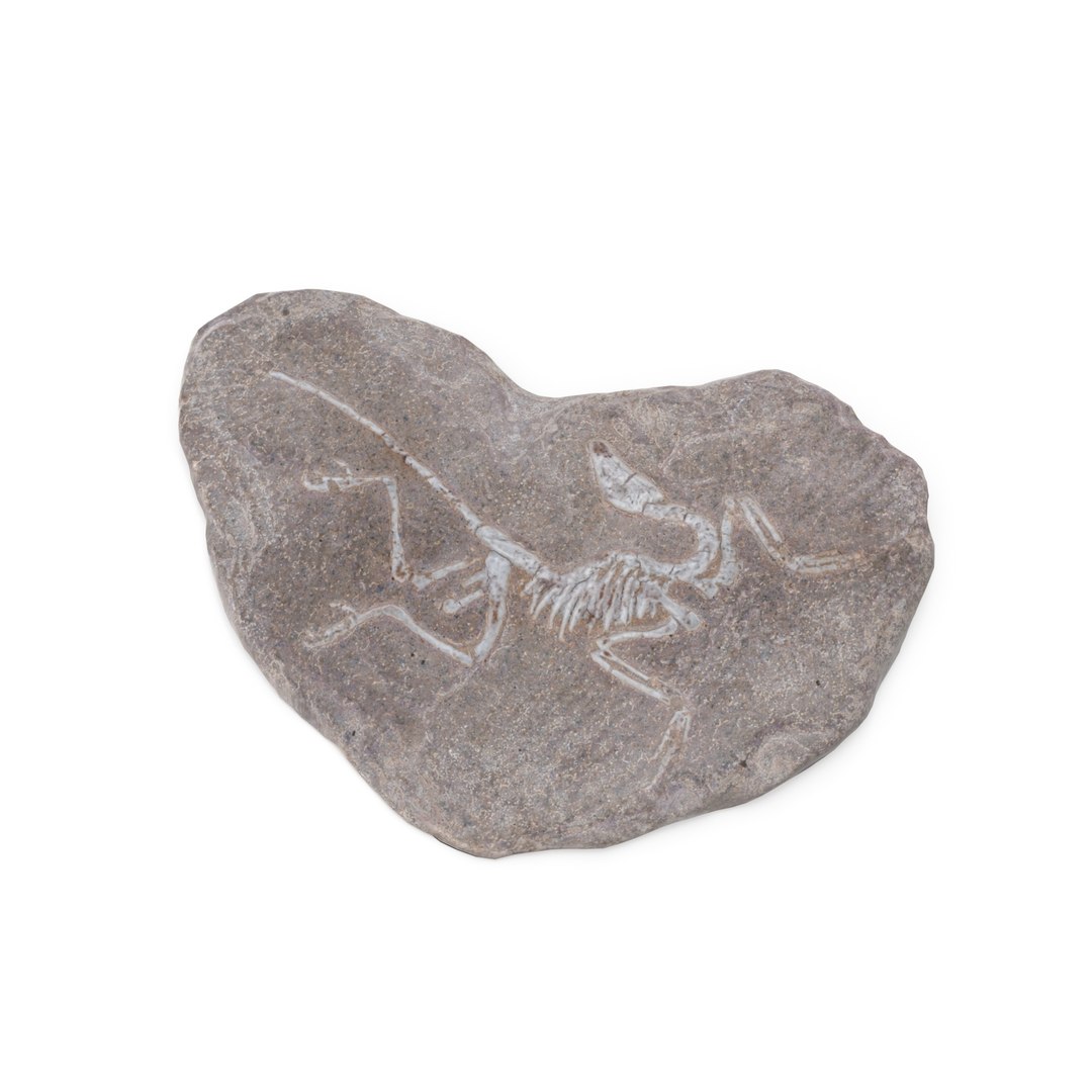 3D Fossil Nature Beast - TurboSquid 1430317