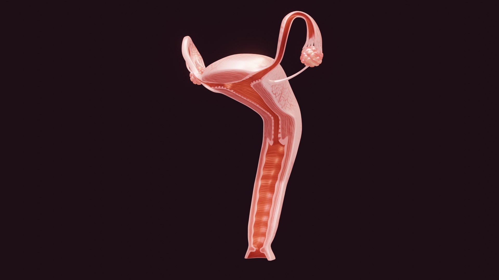 3D Uterus Model - TurboSquid 2124749