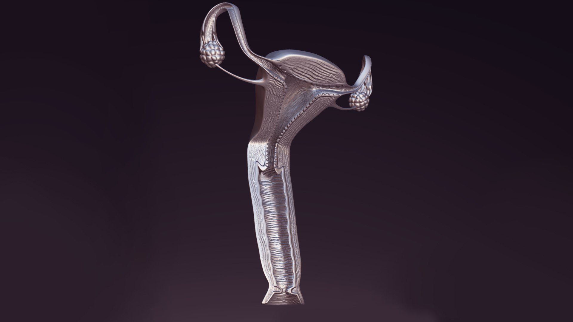3D Uterus Model - TurboSquid 2124749