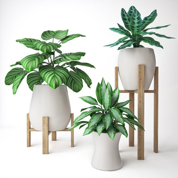plant home 3d max