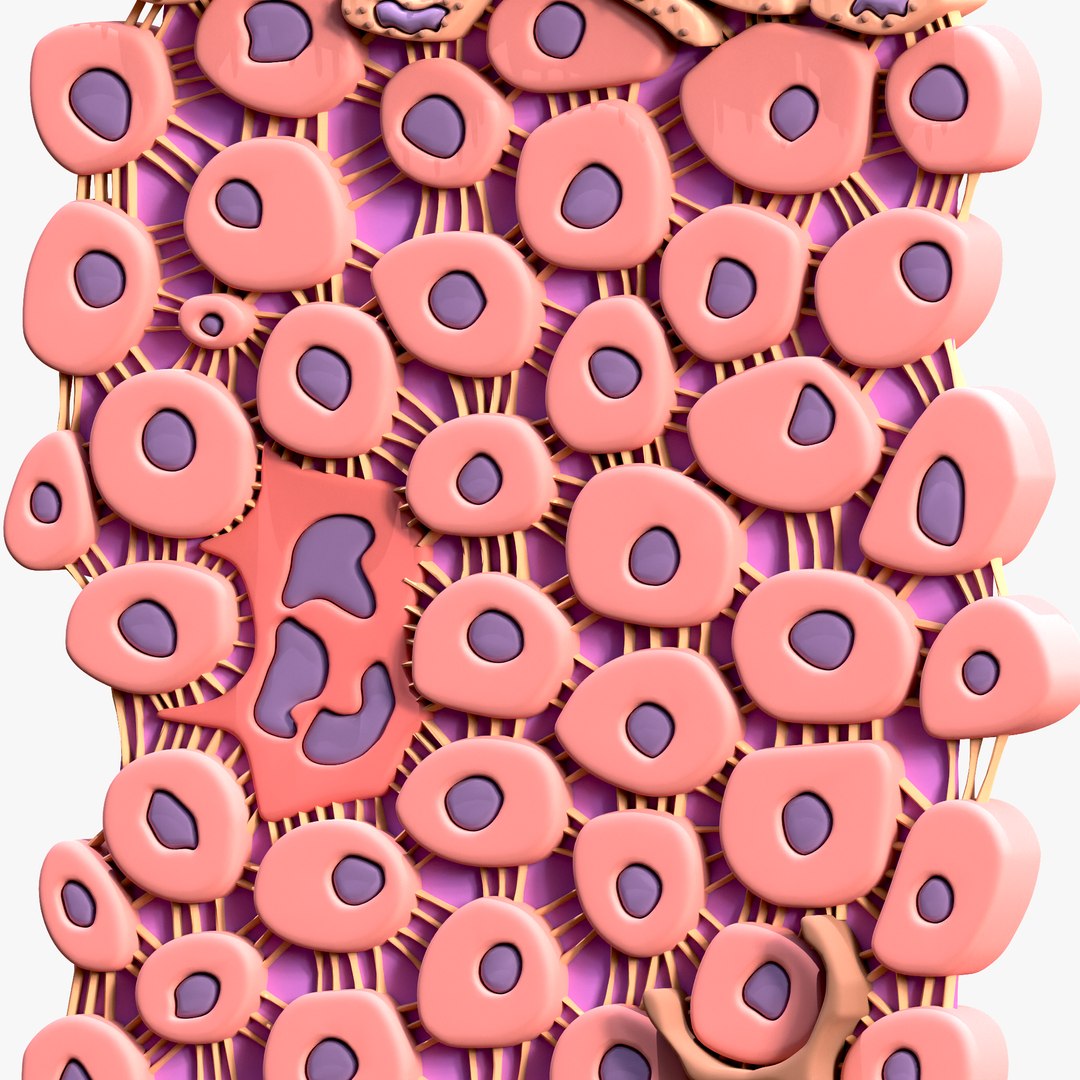 3D Epidermis Cross Section Model - TurboSquid 2010899