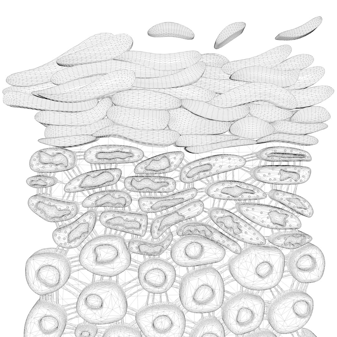 3D Epidermis Cross Section Model - TurboSquid 2010899