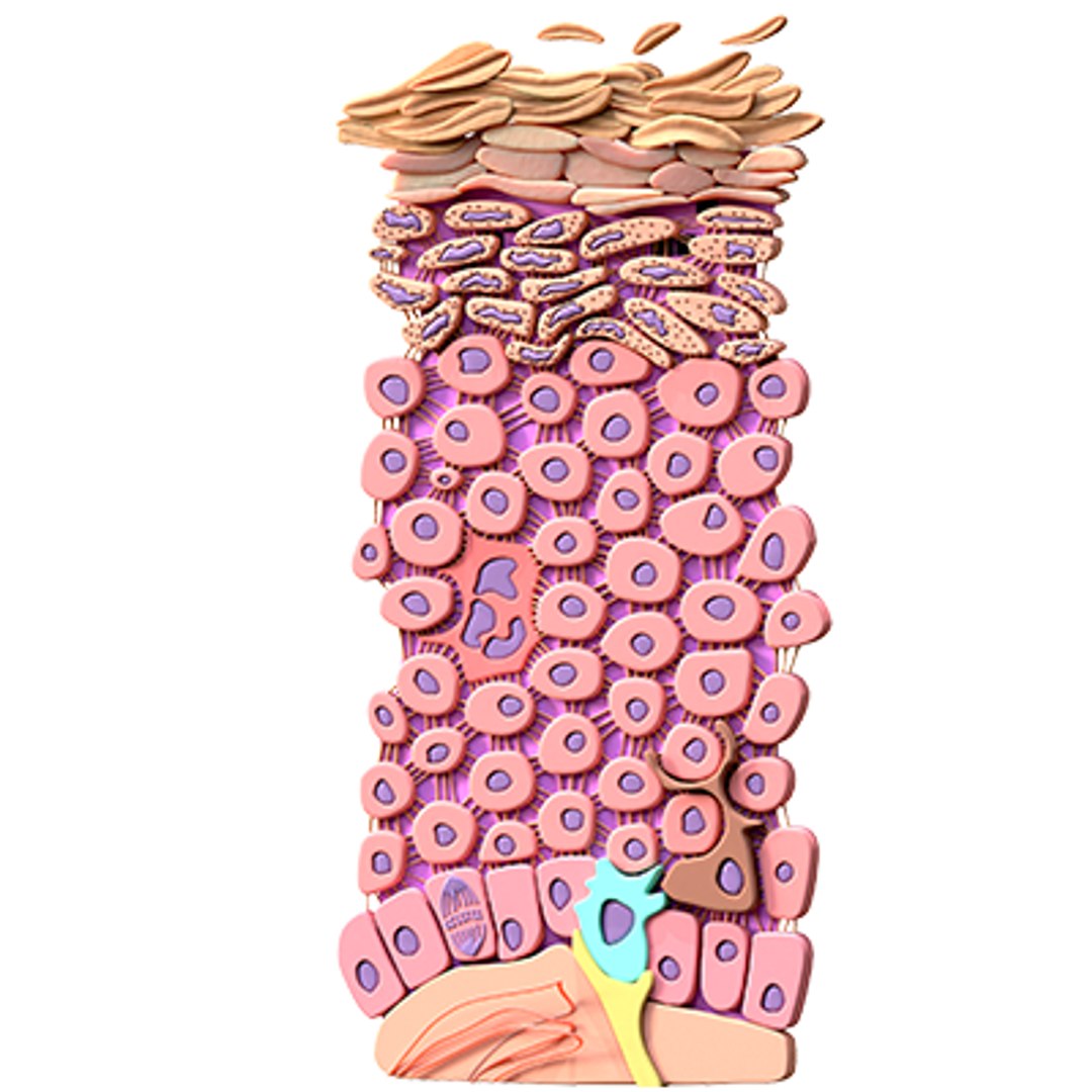 3D Epidermis Cross Section Model - TurboSquid 2010899