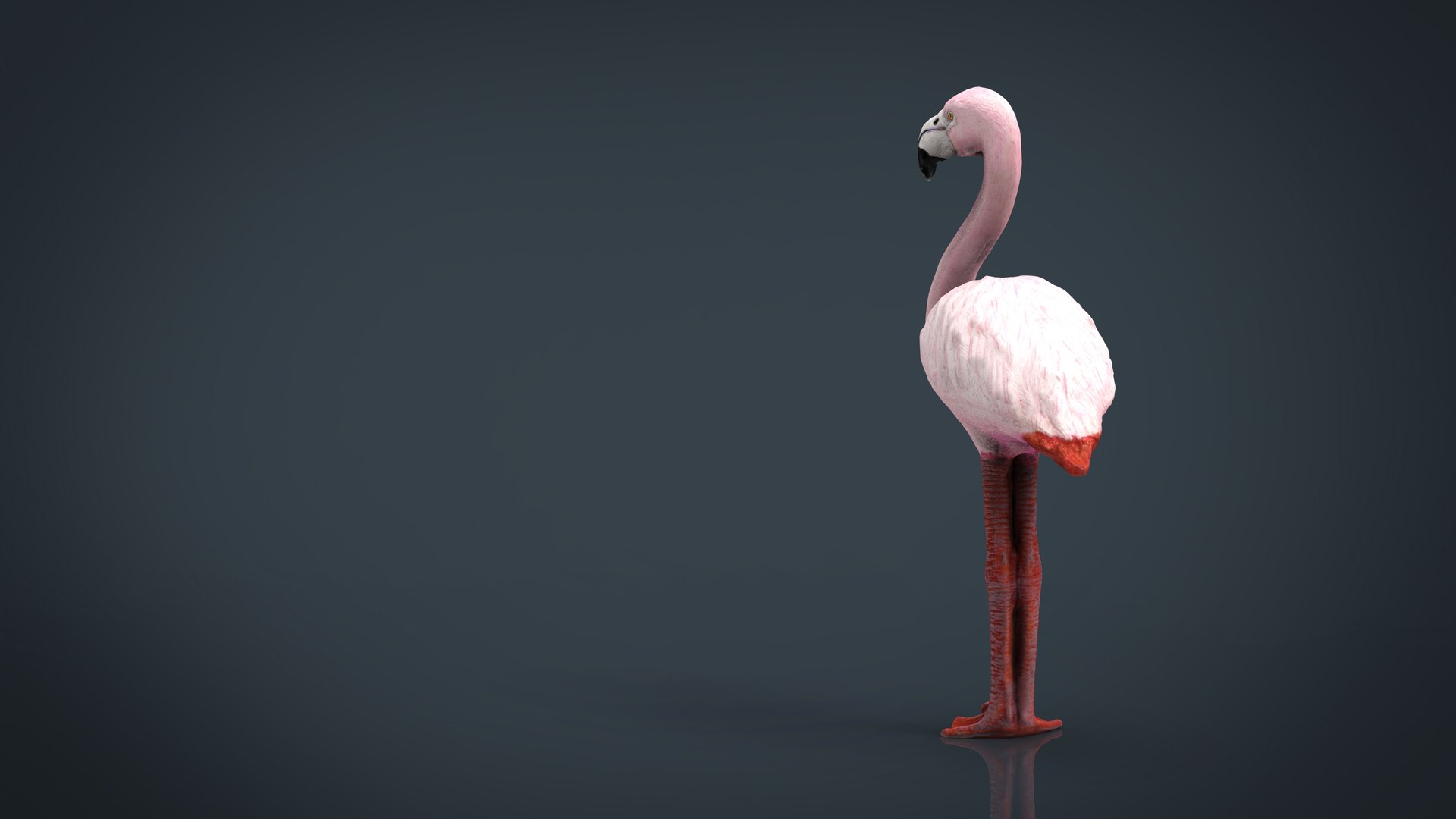 Flamingo 3D - TurboSquid 1187569