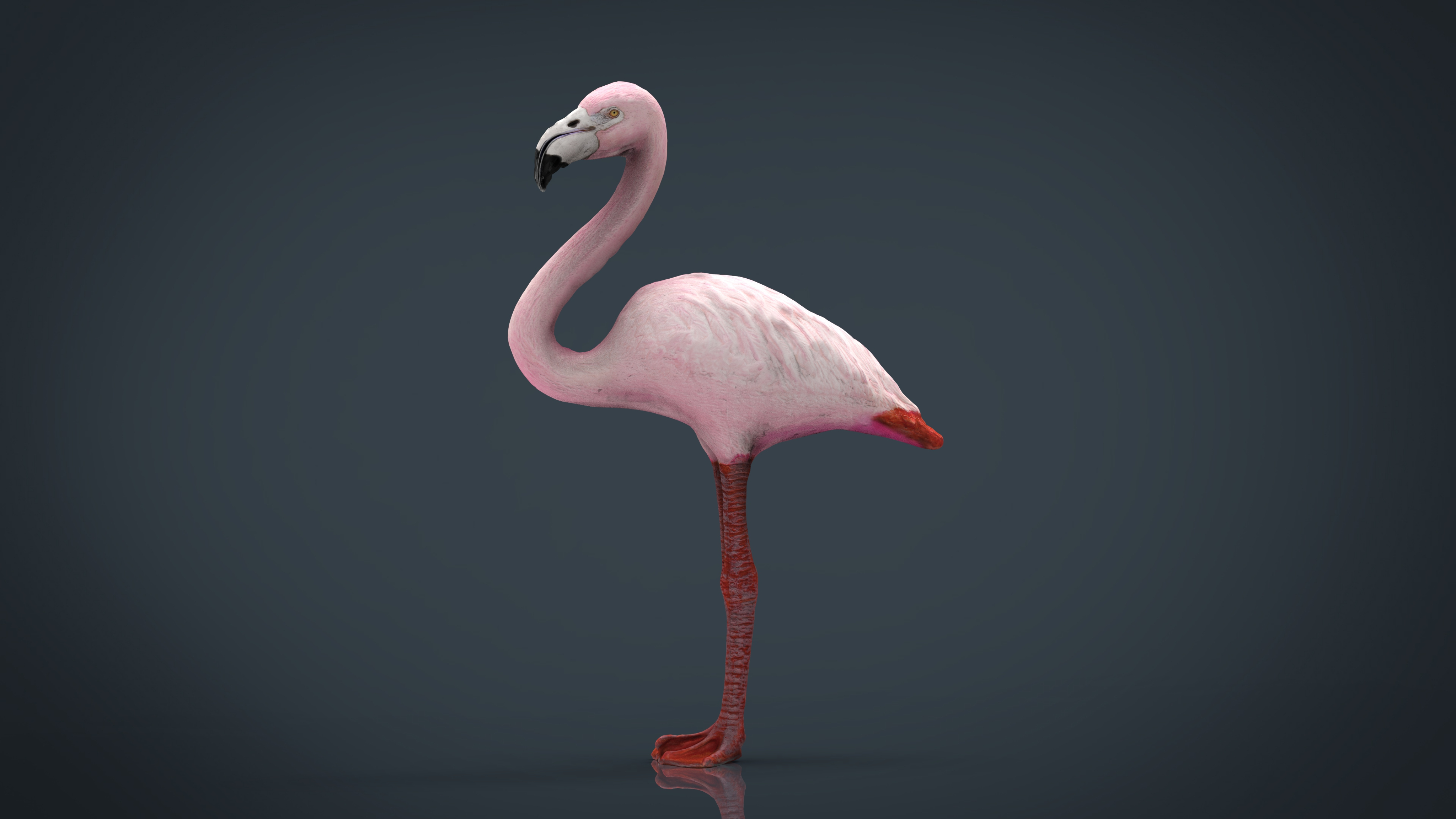 modelo 3d Flamenco - TurboSquid 1187569