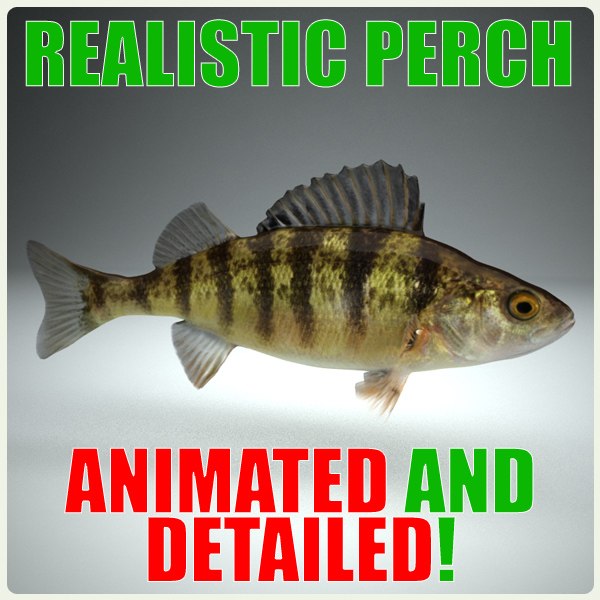 3d perch model