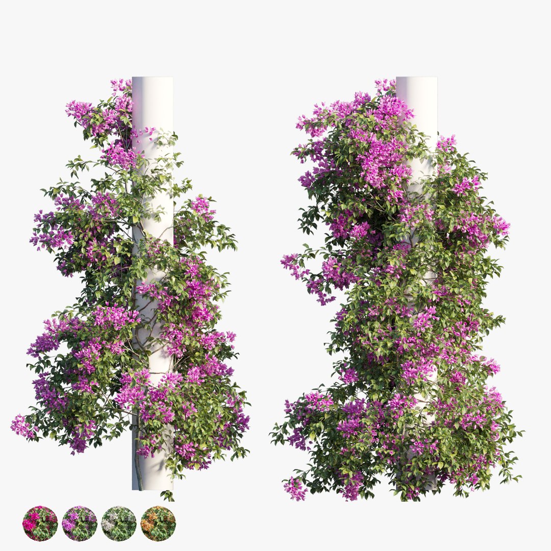 3D Model Bougainvillea Plant Set 09 - TurboSquid 1835071