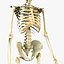 3d X-ray Skeleton Female Rigged