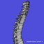 3d X-ray Skeleton Female Rigged