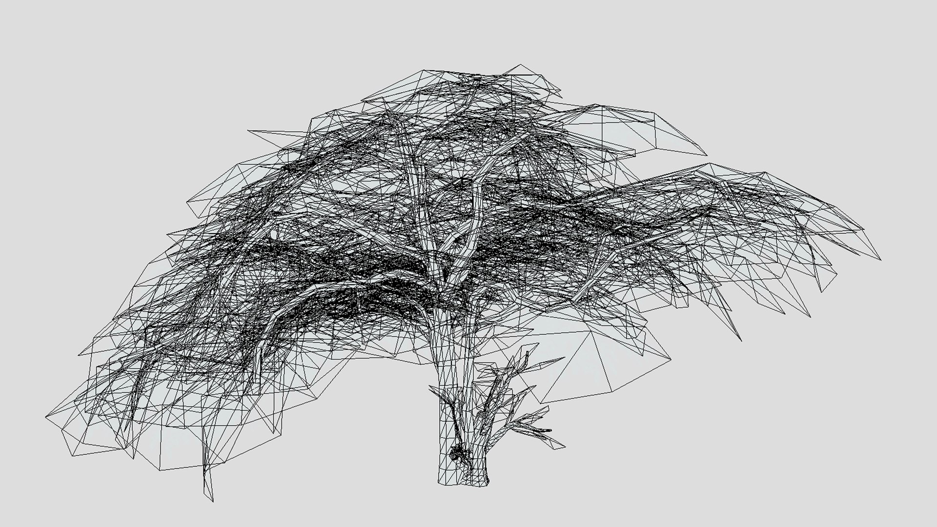 Acacia Tree-S13 Model - TurboSquid 2375320
