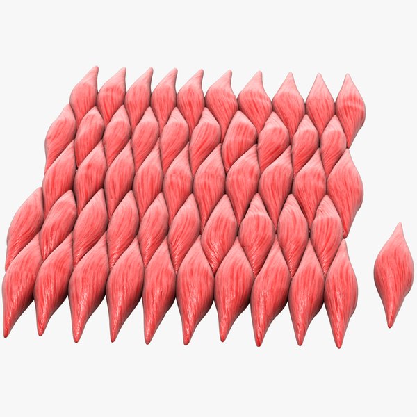 3D модель Smooth Muscle Cells - TurboSquid 1963994