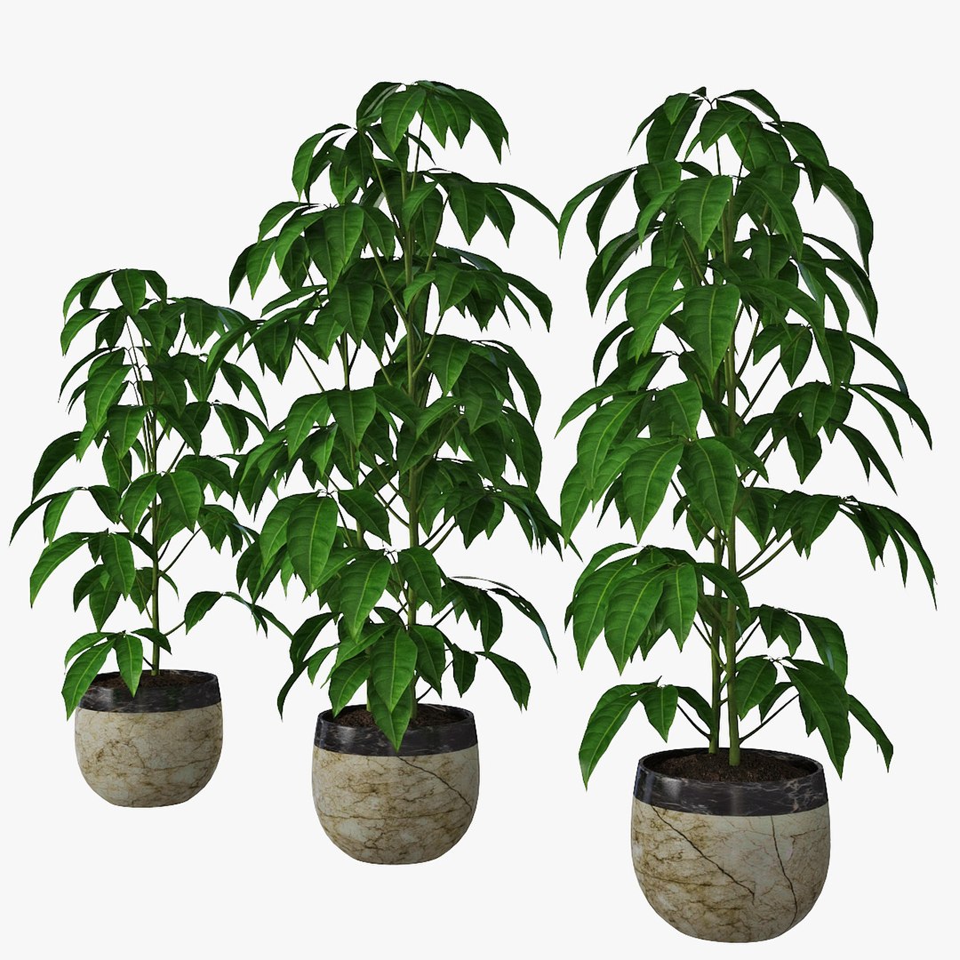 3D Model Pots - TurboSquid 1599102