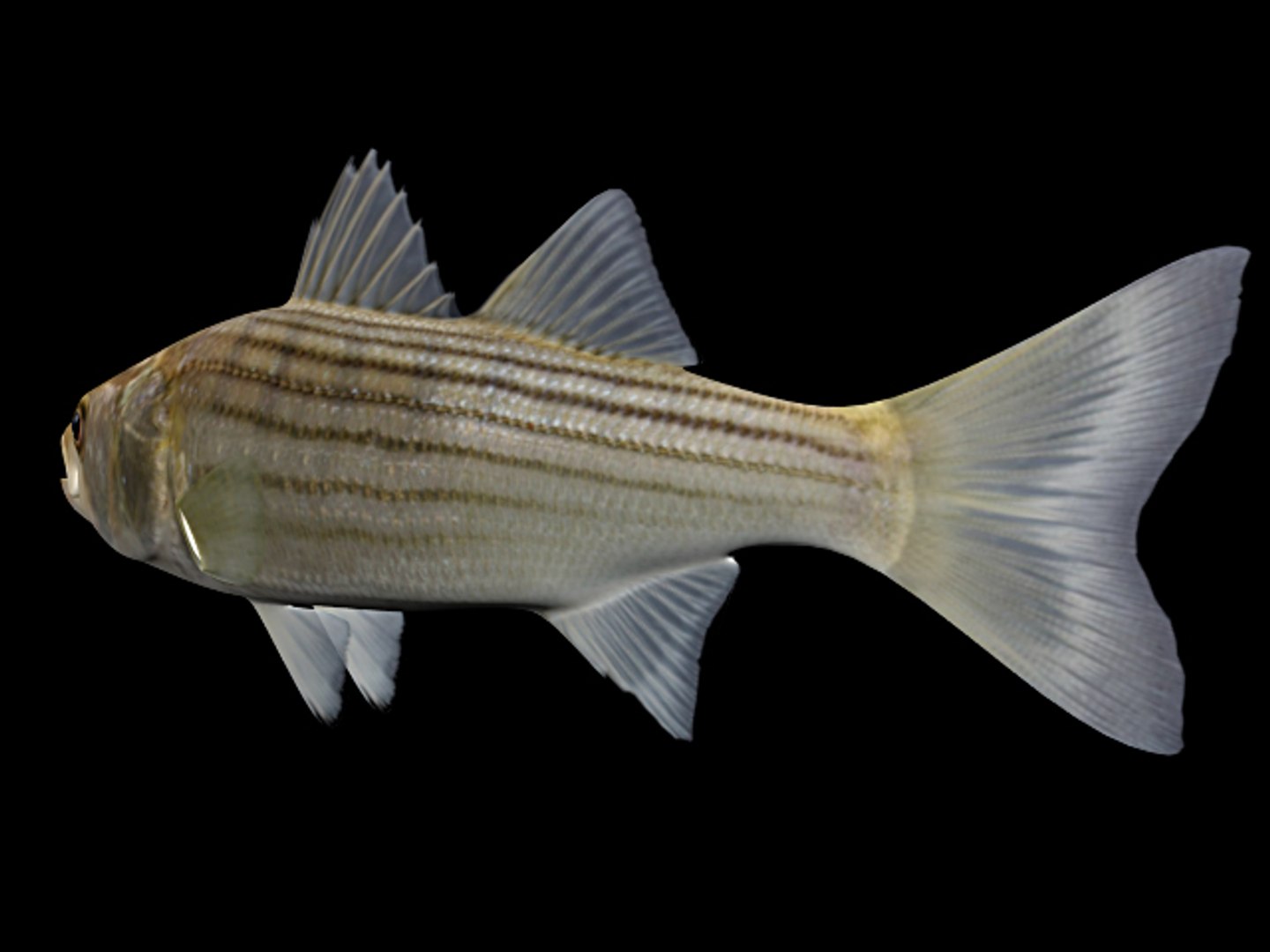 3ds max morone saxatilis striped bass