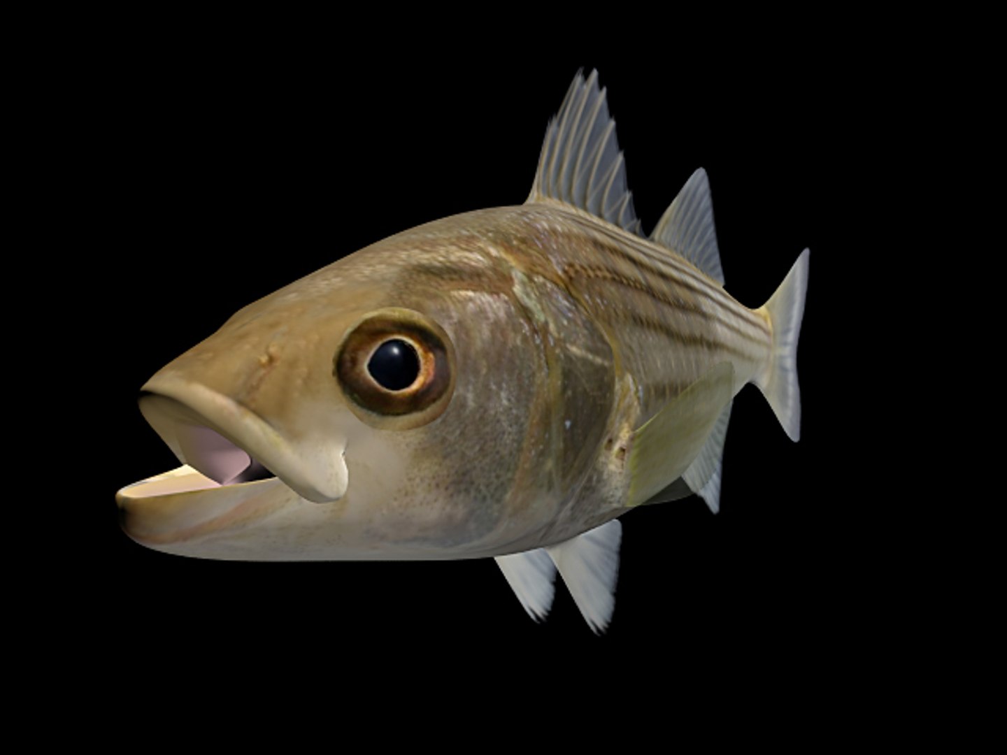 3ds max morone saxatilis striped bass