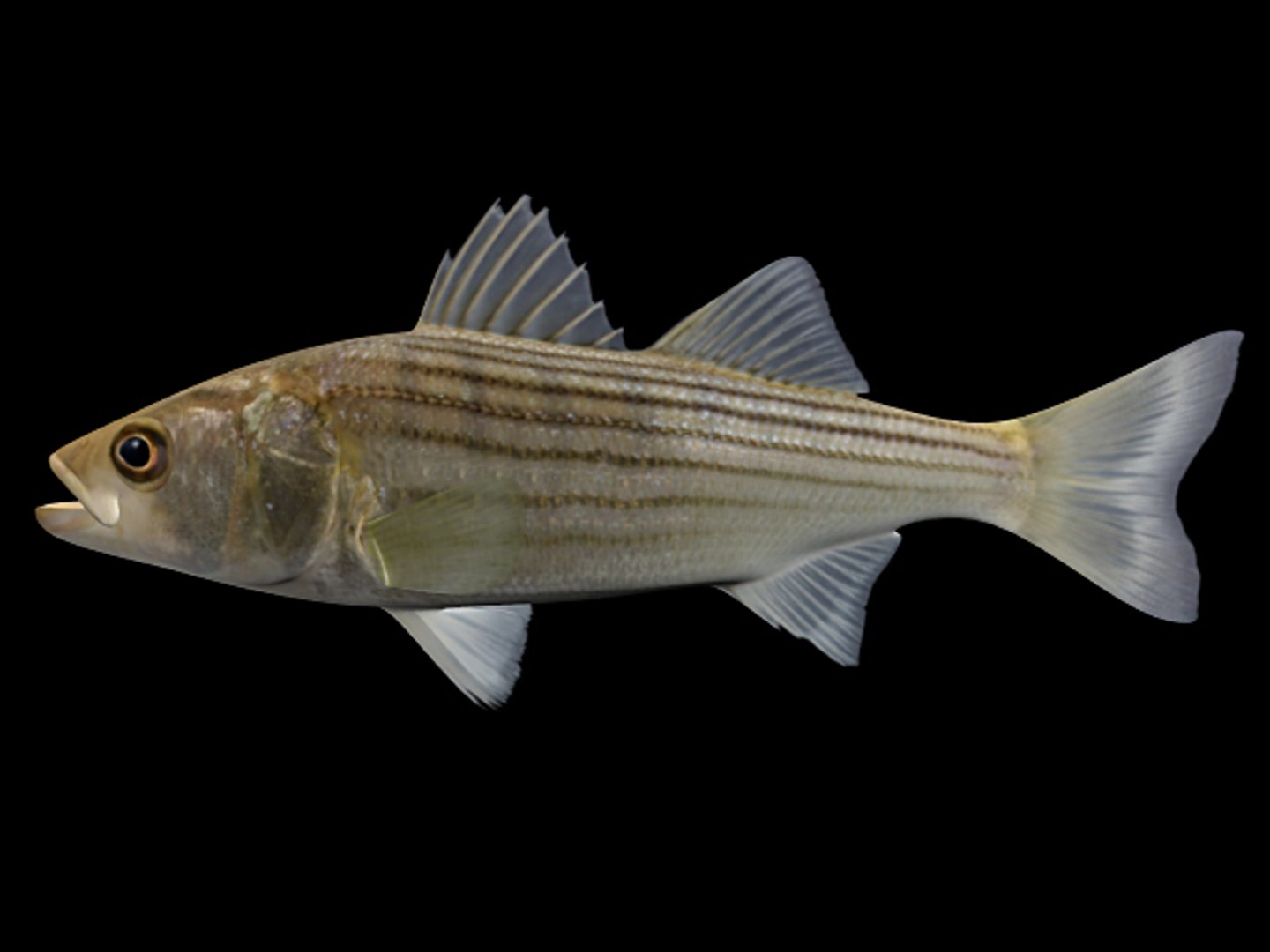 3ds max morone saxatilis striped bass