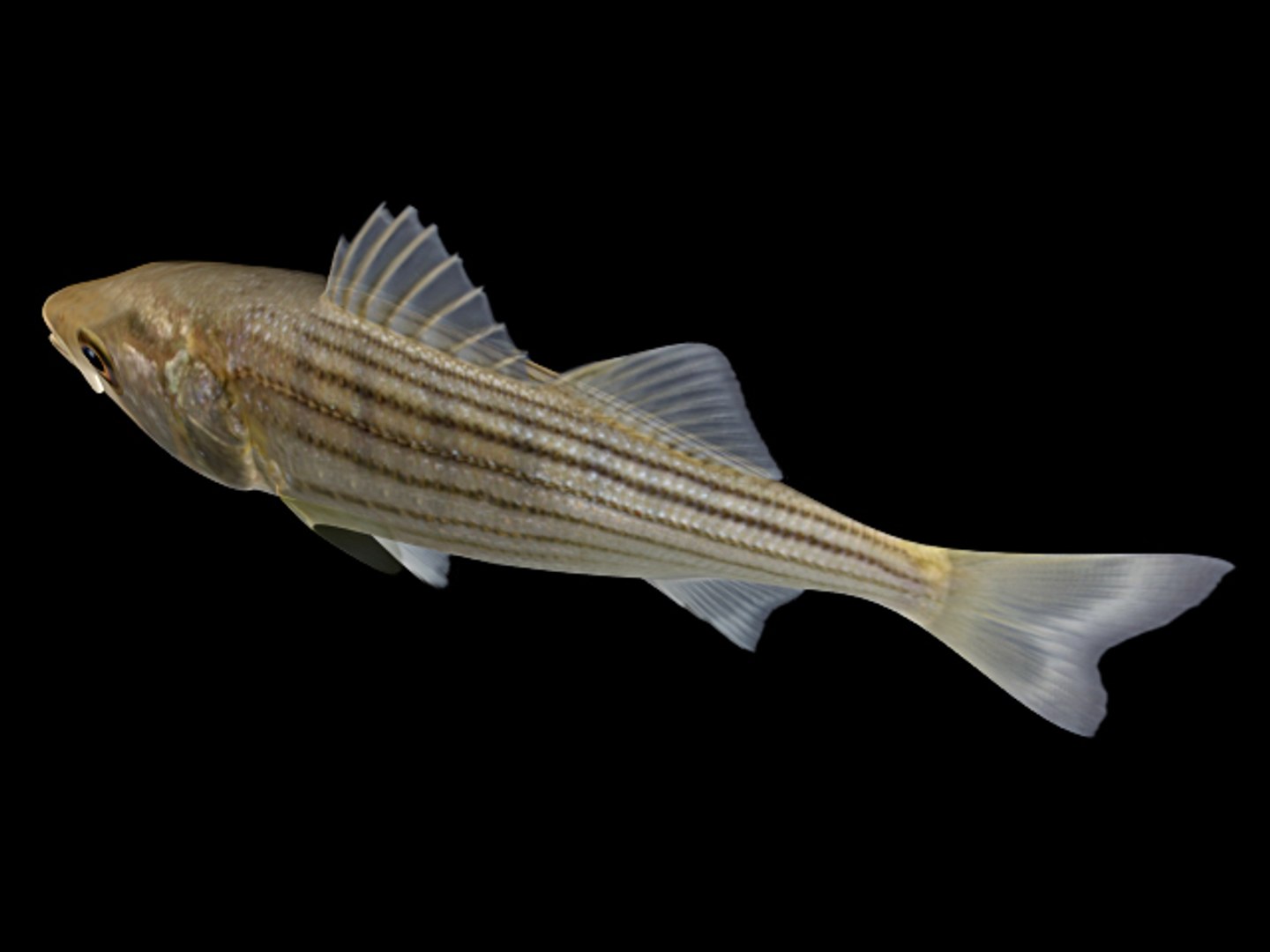 3ds max morone saxatilis striped bass