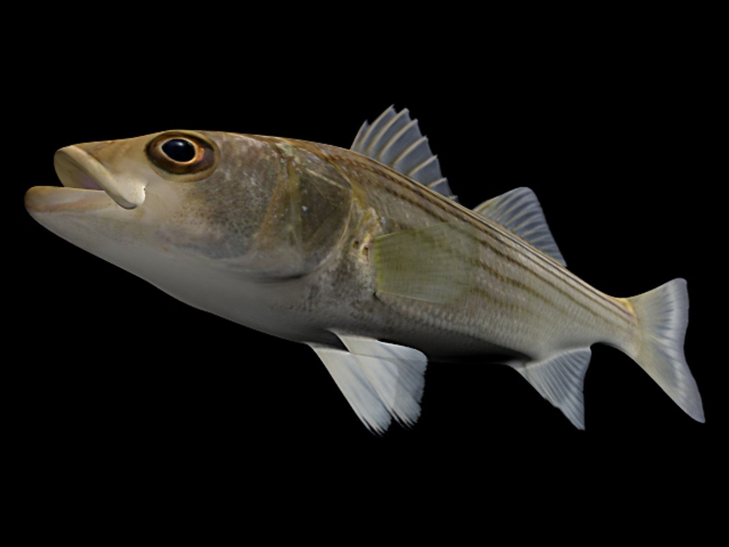 3ds max morone saxatilis striped bass